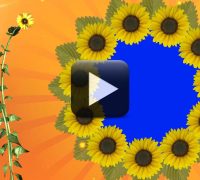 Free Download-Wedding Motion Graphics Background | All Design Creative