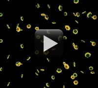 Free Rose Flowers Falling Animation Video Background | All Design Creative