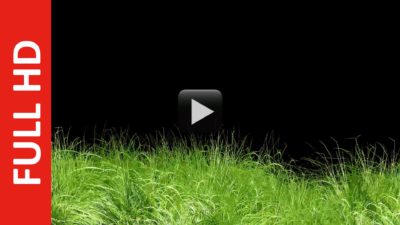 Animated Grass Motion Black Screen Background | All Design Creative