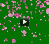 Autumn Leaves Falling Animation White, Blue & Green Screen Effect | All ...