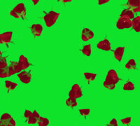 Rose Flowers With Leaves Falling Animation Black Screen and White ...